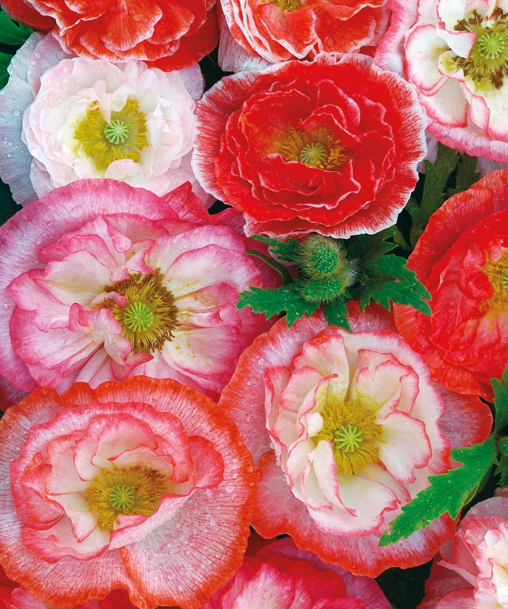 Type of poppies: 16 of the most beautiful annual varieties | Homes and ...