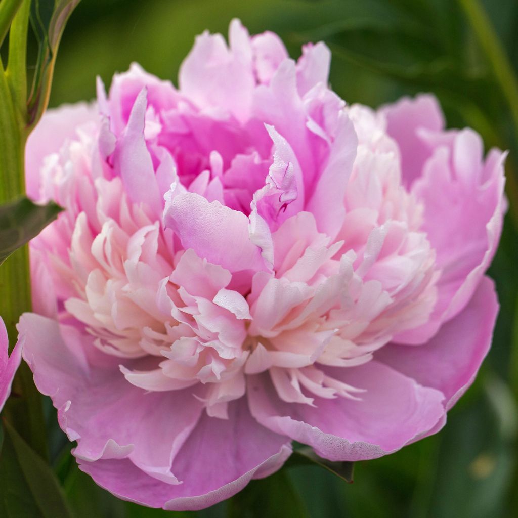 Planting Peonies In Flower Beds Near Walkways | Gardening Know How