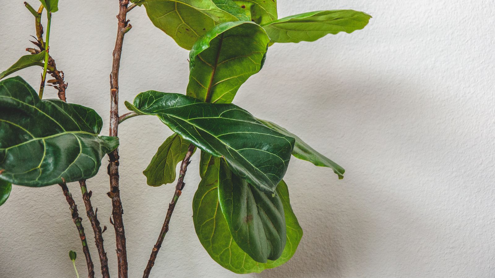 Fiddle Leaf Fig Dropping Leaves: Common Causes & Fixes | Gardening Know How
