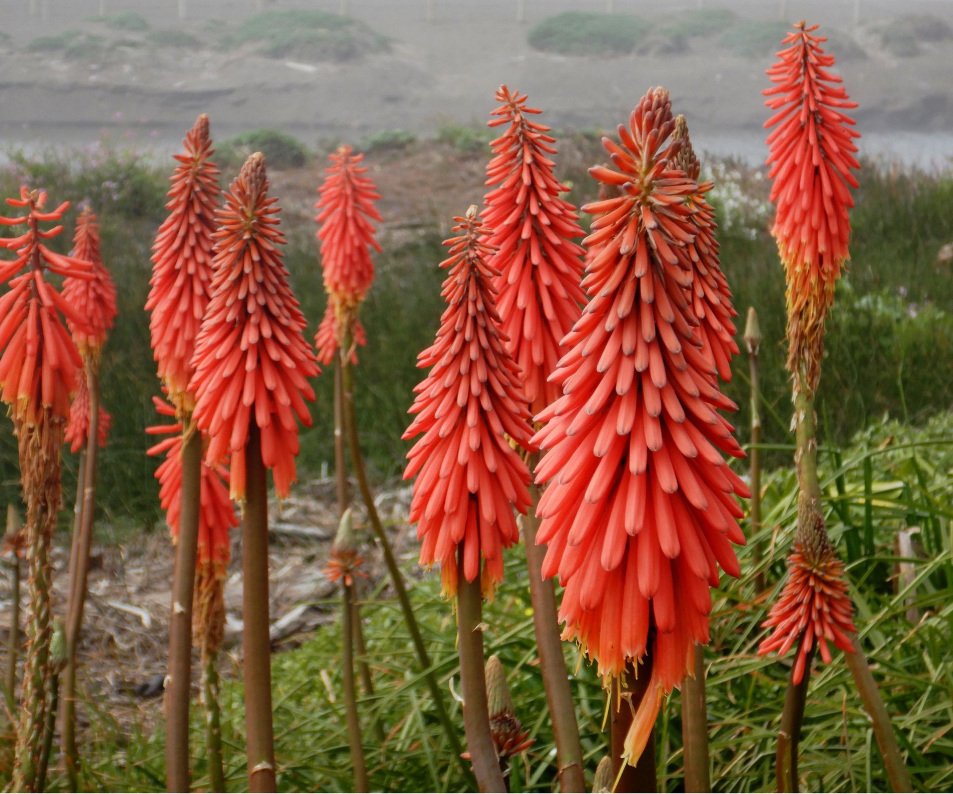 How to grow red hot poker: for tall, vibrant flower spikes | Homes and ...