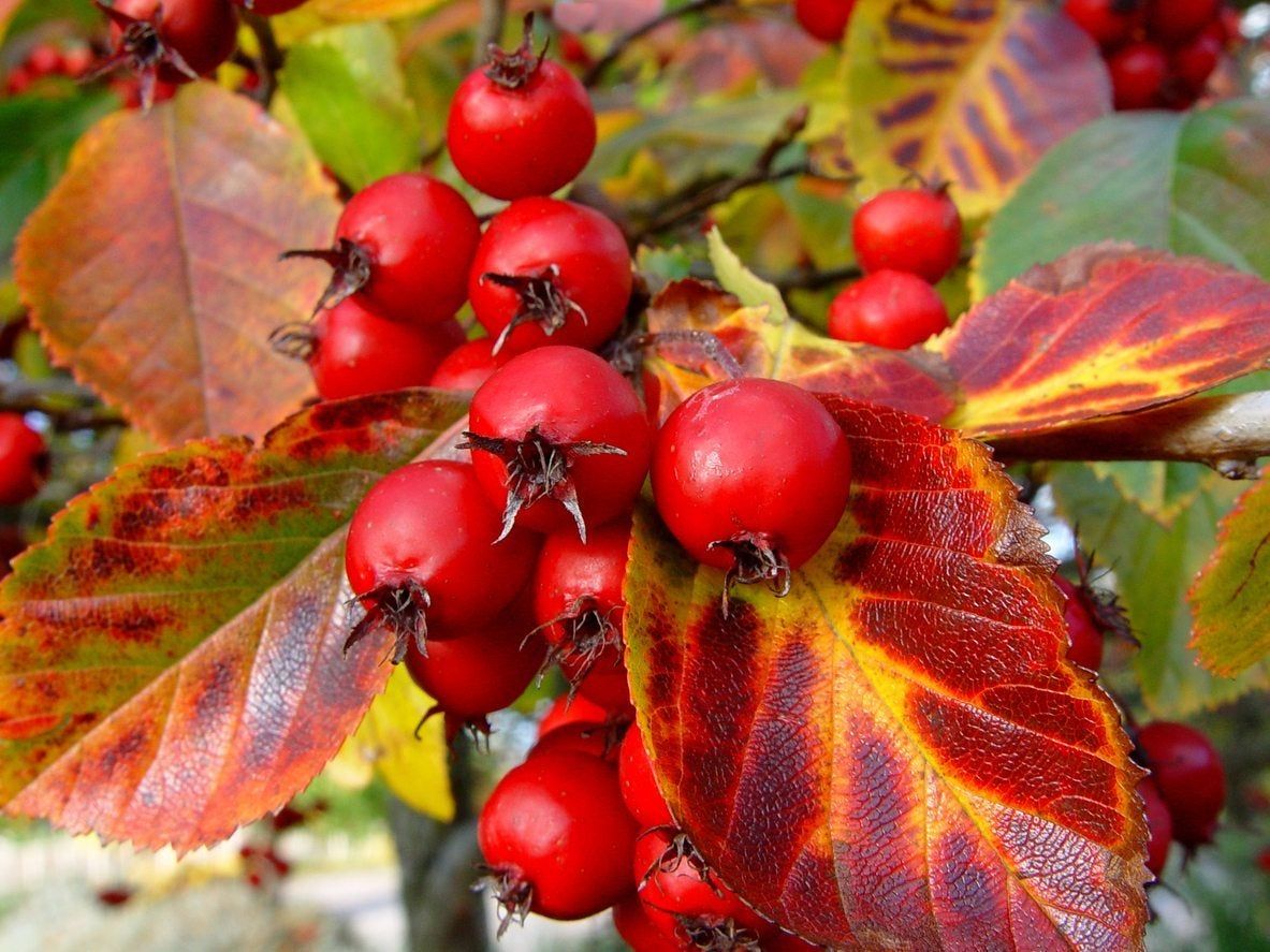 Cockspur Hawthorn Trees - Tips For Growing A Cockspur Hawthorn Tree ...