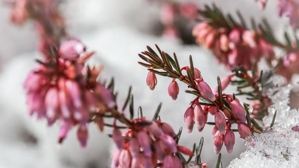 Grow Winter Heath For Striking Color In The Colder Months | Gardening ...