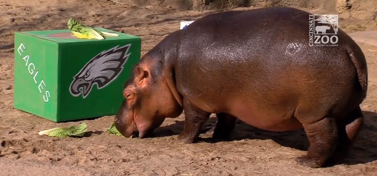 Here's Who Will Super Bowl 2018, According to a Hippo | Live Science