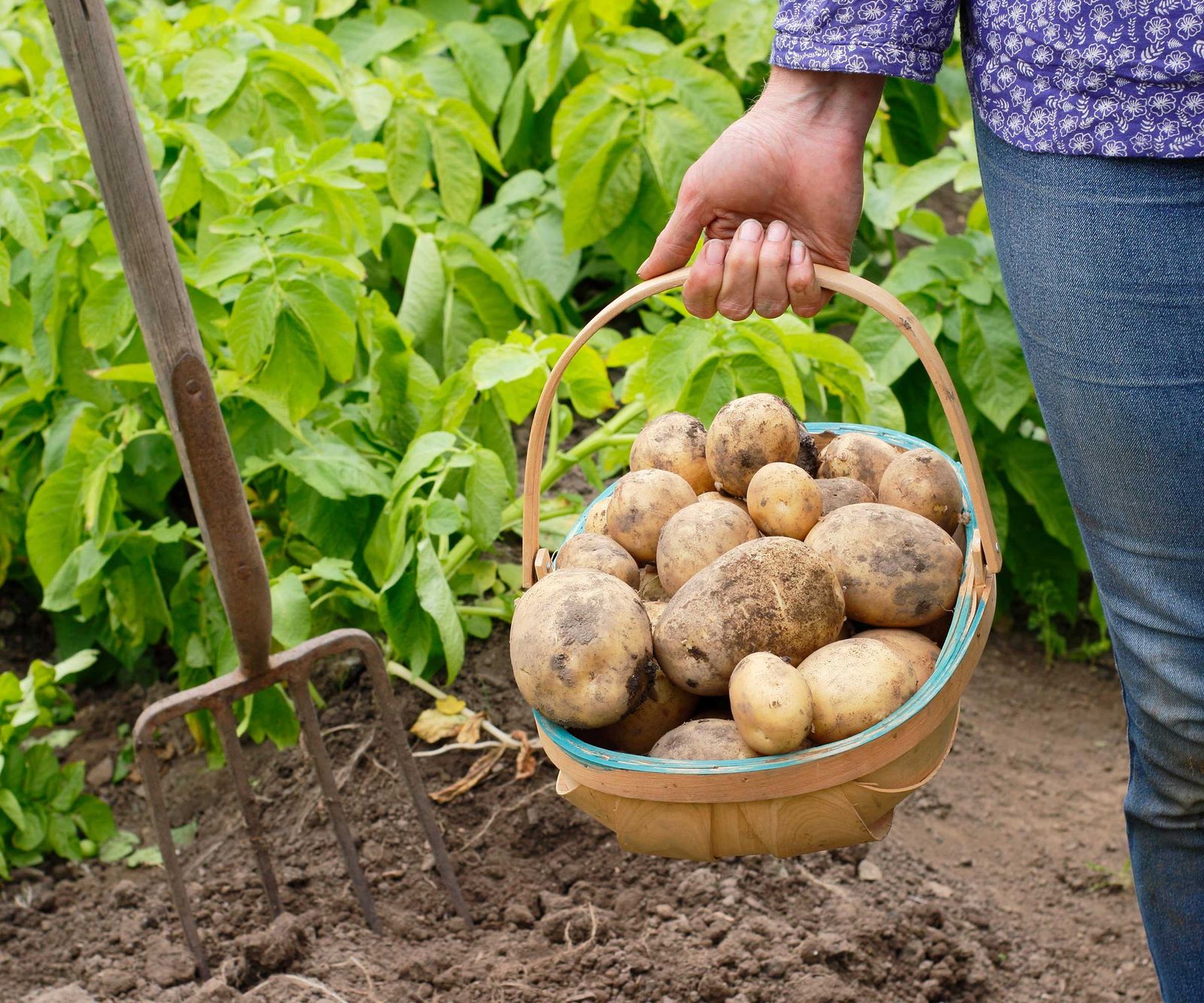 How to identify and treat potato blight: expert tips | Homes and Gardens