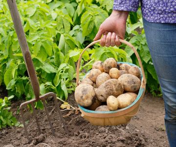 How to identify and treat potato blight: expert tips | Homes and Gardens