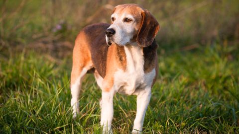 32 best dog breeds for hunting prey of all kinds | PetsRadar