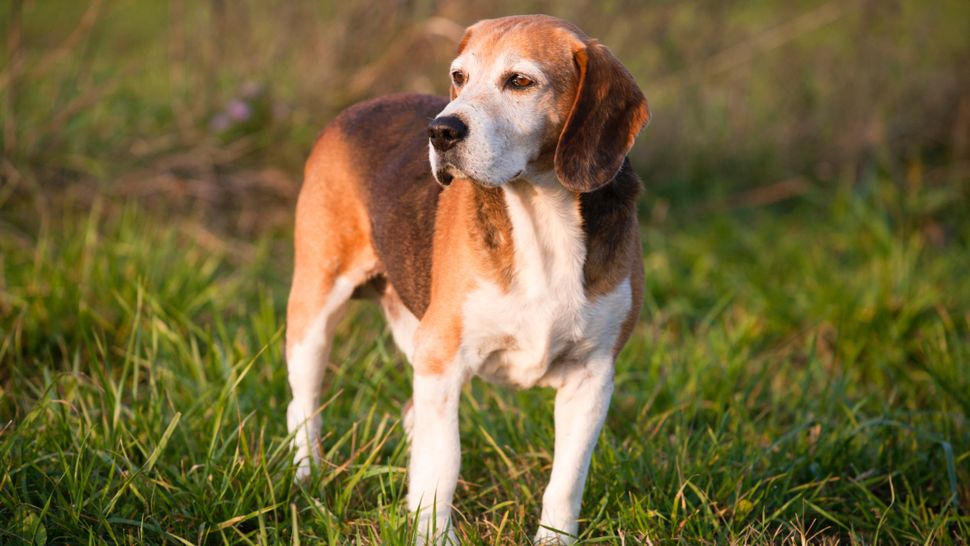 32 best dog breeds for hunting prey of all kinds | PetsRadar