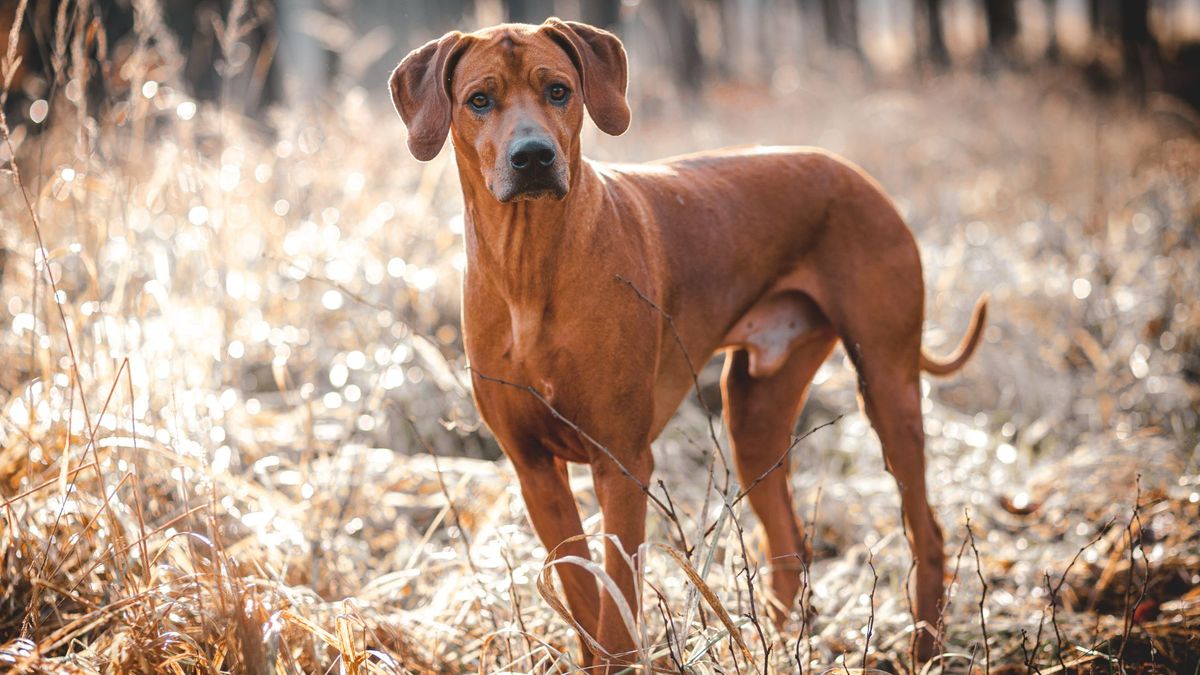 6 African dog breeds and their backgrounds | PetsRadar