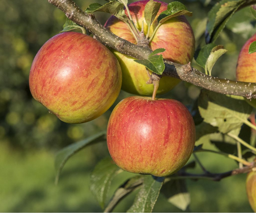 What are codling moths and what damage do they cause? | Homes and Gardens