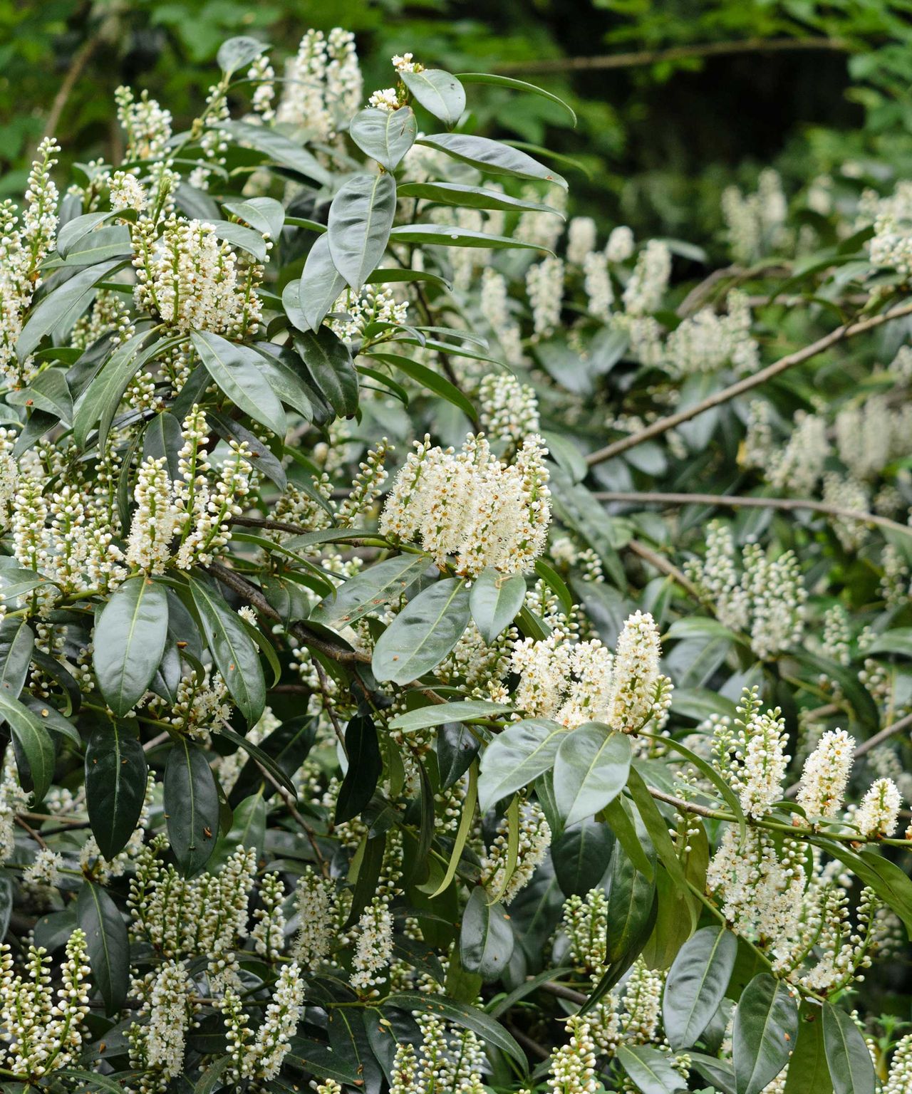 Best fast-growing shrubs: 15 bright and beautiful varieties | Homes and ...