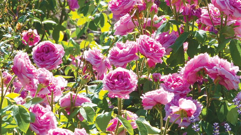 How to prune roses: for an abundance of flowers | Country