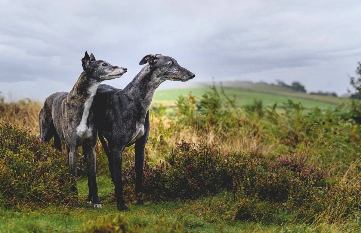 The greyhound: 'Calm, beautiful, loving, and intelligent — everything ...
