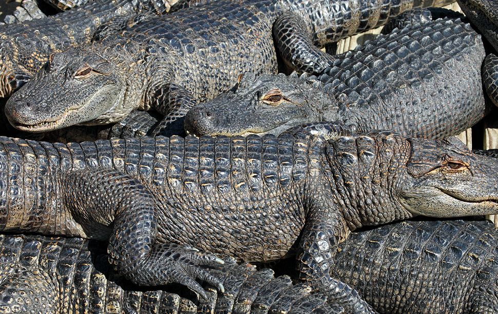 Flooding Could Free 350 Gators at Texas Sanctuary | Live Science