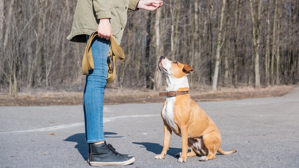 How to know if your dog is happy: 10 signs to look for | PetsRadar