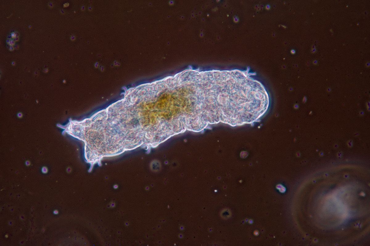 8 Reasons Why We Love Tardigrades | Live Science