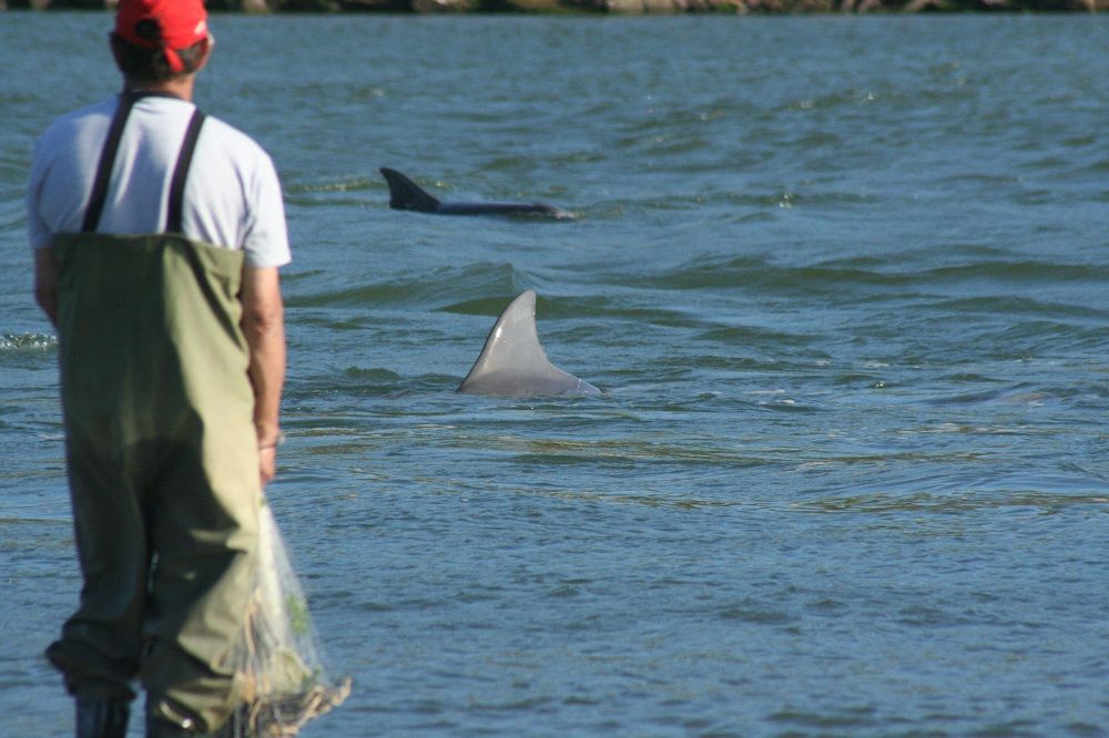 Dolphins Help Fishermen | Social Learning in Cetaceans | | Live Science