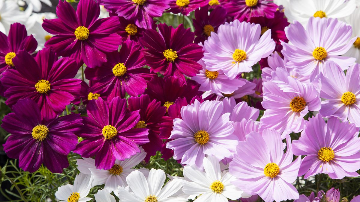 5 plug plants that will transform your bedding displays this summer ...