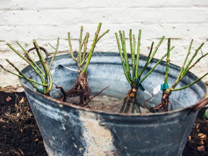 How to plant bare root roses | Livingetc