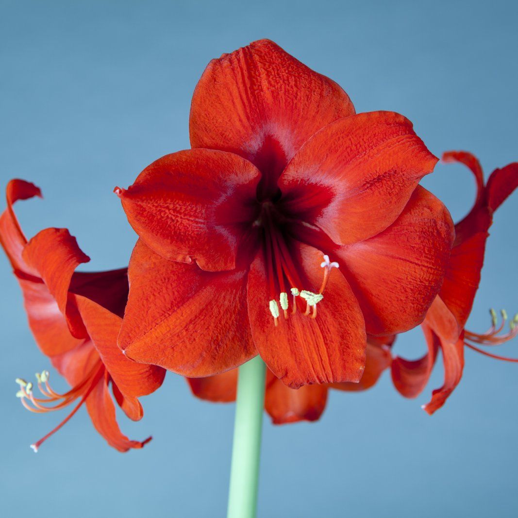 How To Get Amaryllis Flower To Rebloom – For Years Of Color ...