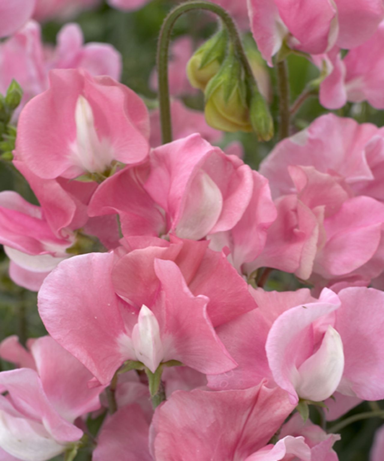 Sweet pea varieties: 9 captivating blooms to grow | Homes and Gardens