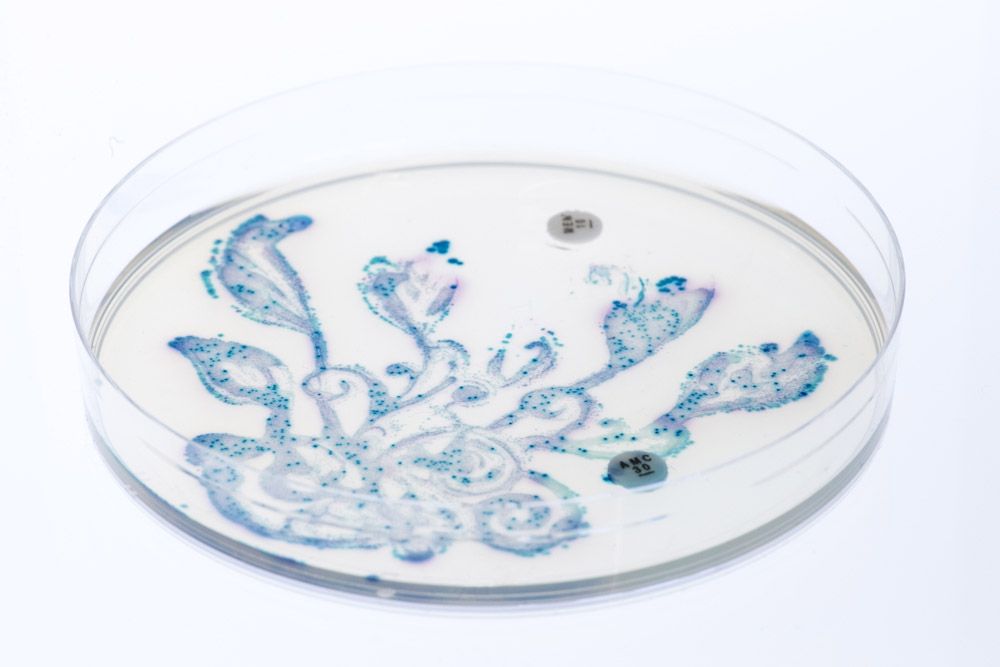 Agar Art Contest (Photos) | Live Science