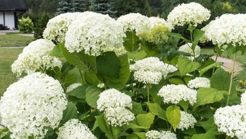 White Hydrangea Varieties – Tips For Growing White Hydrangeas ...