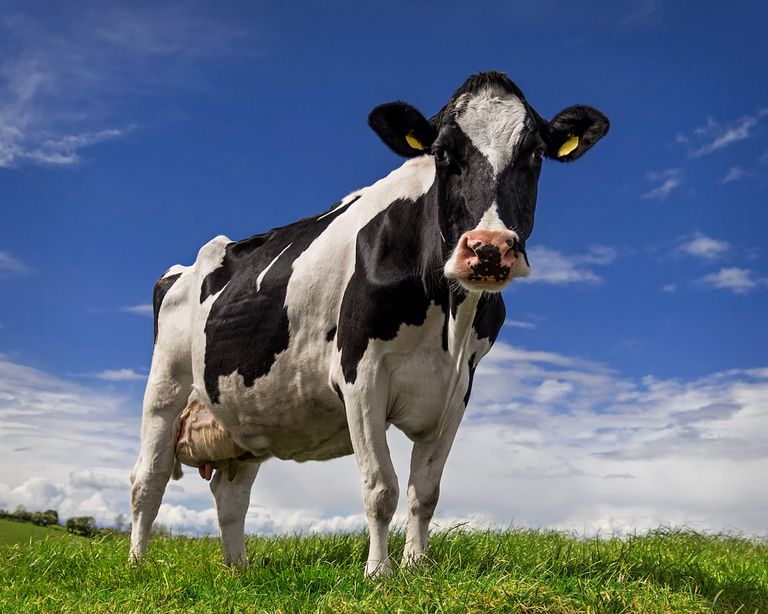 A spot of Bovaer: The dairy cow additive that's set tongues wagging isn ...