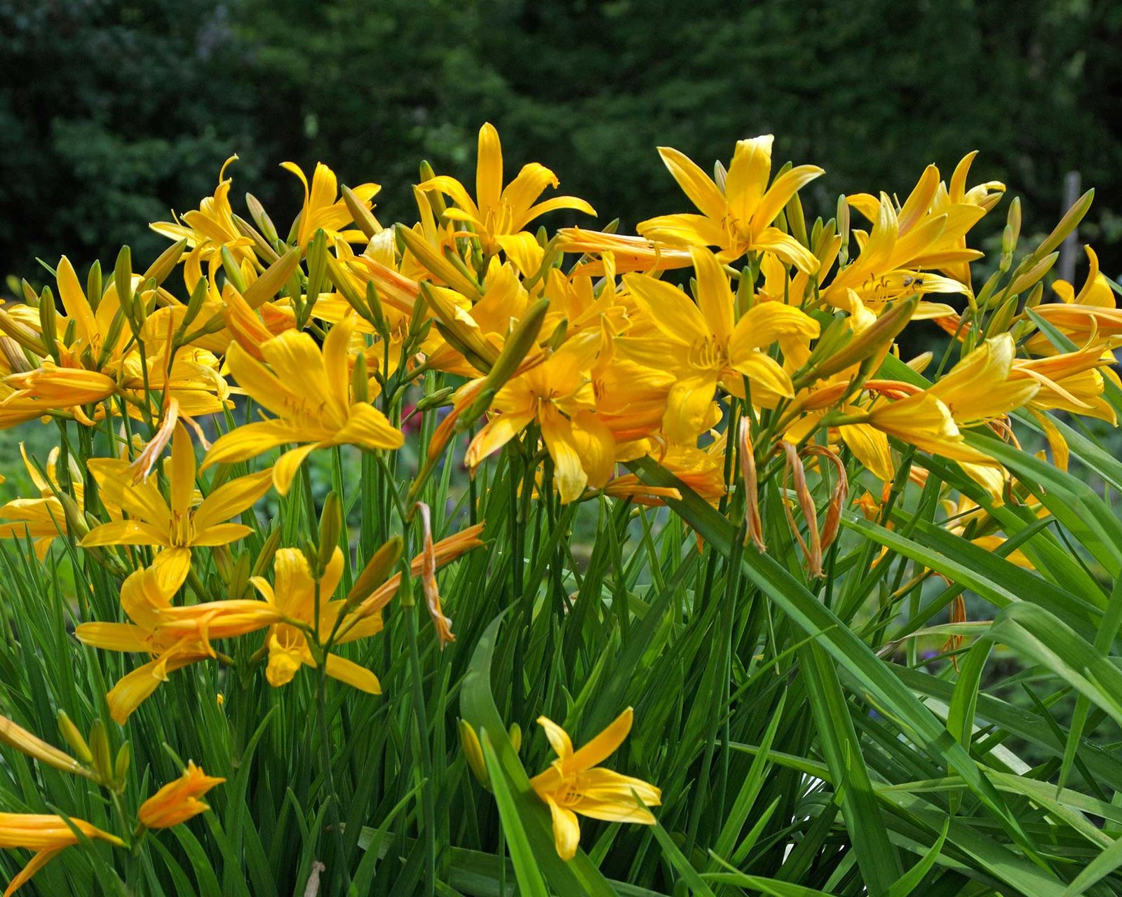 Yellow flowers: 16 pretty picks for your backyard | Gardeningetc