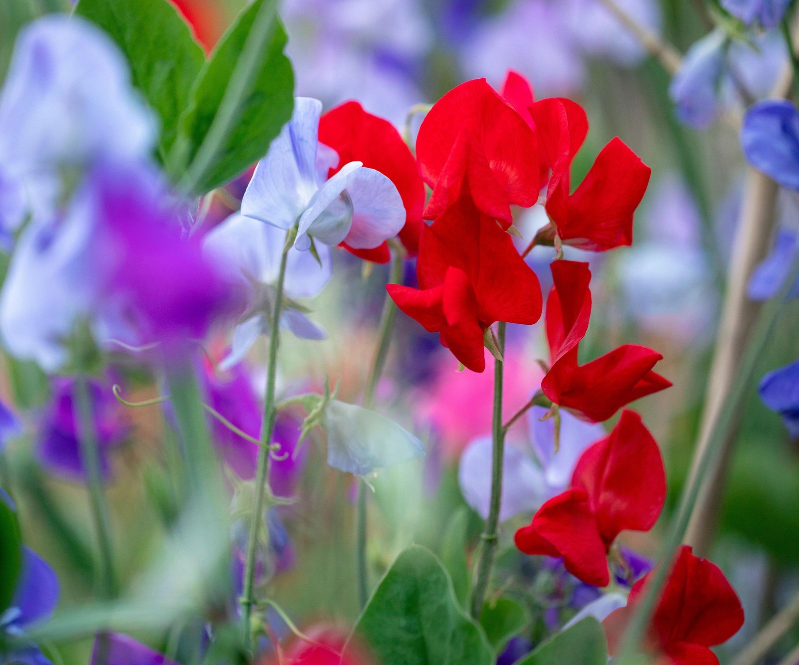 Sweet pea varieties: 9 captivating blooms to grow | Homes and Gardens
