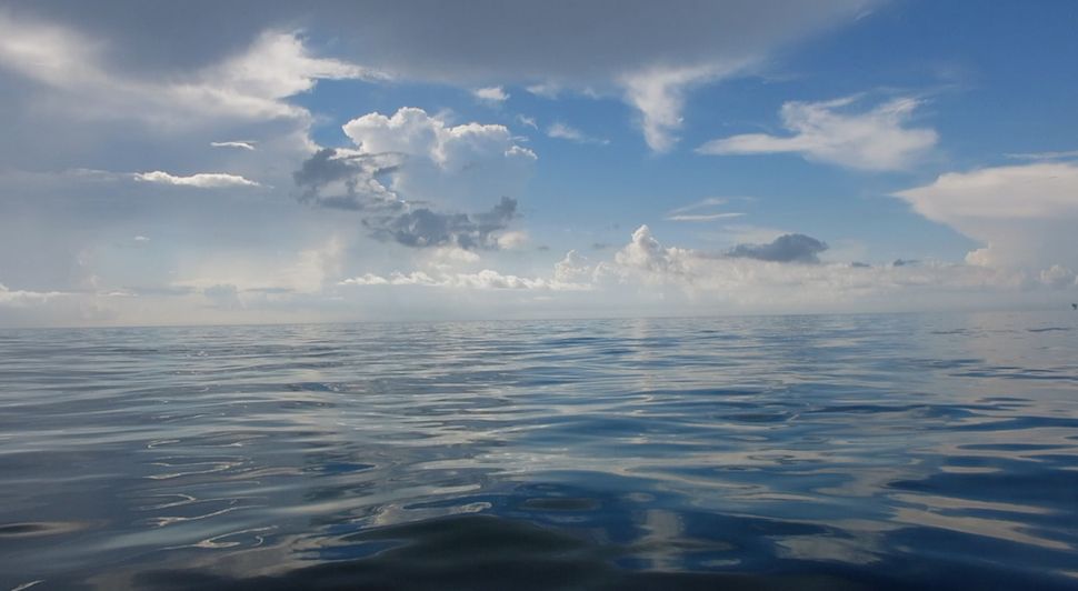 Images of a Primeval Underwater Forest Revealed | Live Science