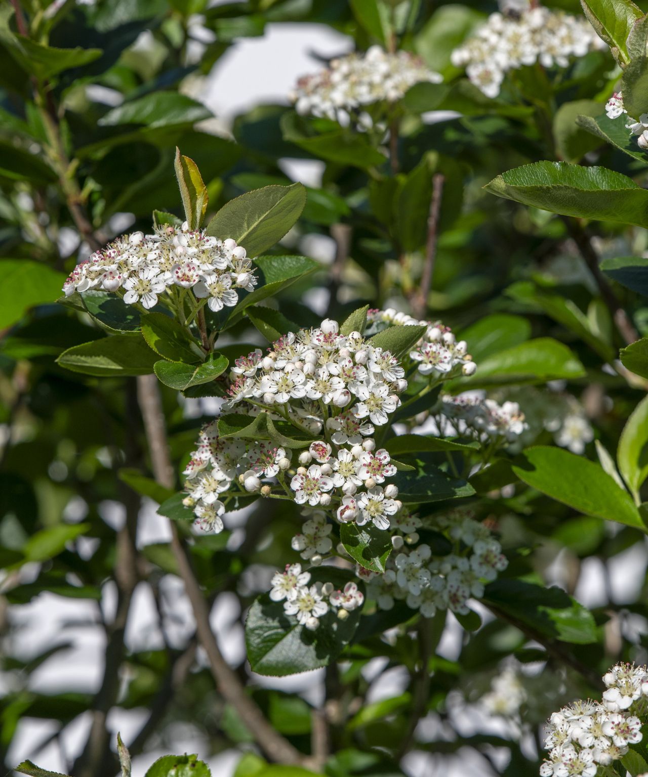 How to grow aronia berries: from planting to harvesting | Homes and Gardens