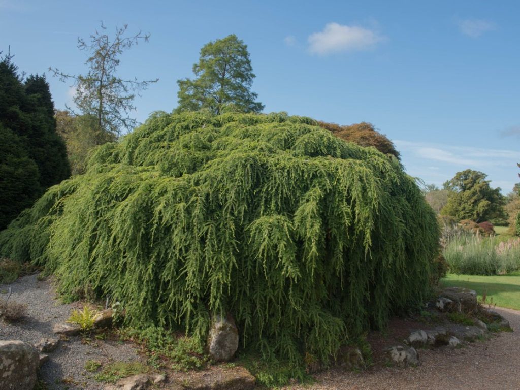 Guide To Weeping Hemlock Tree Care: Tips On Planting A Weeping Hemlock ...