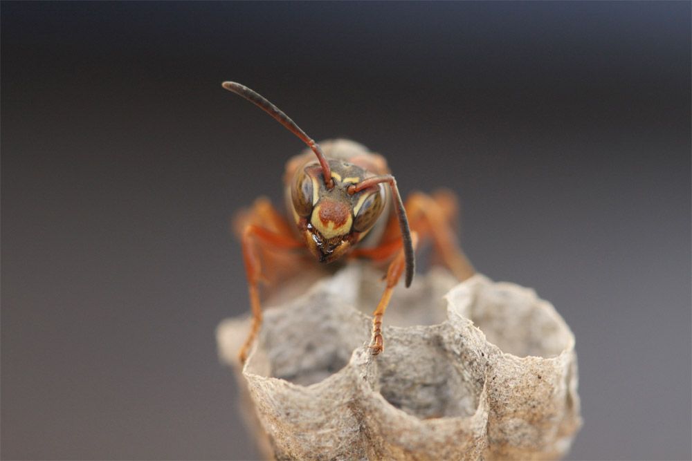 Googly Eyes: Photos of Striking Wasp Faces | Live Science