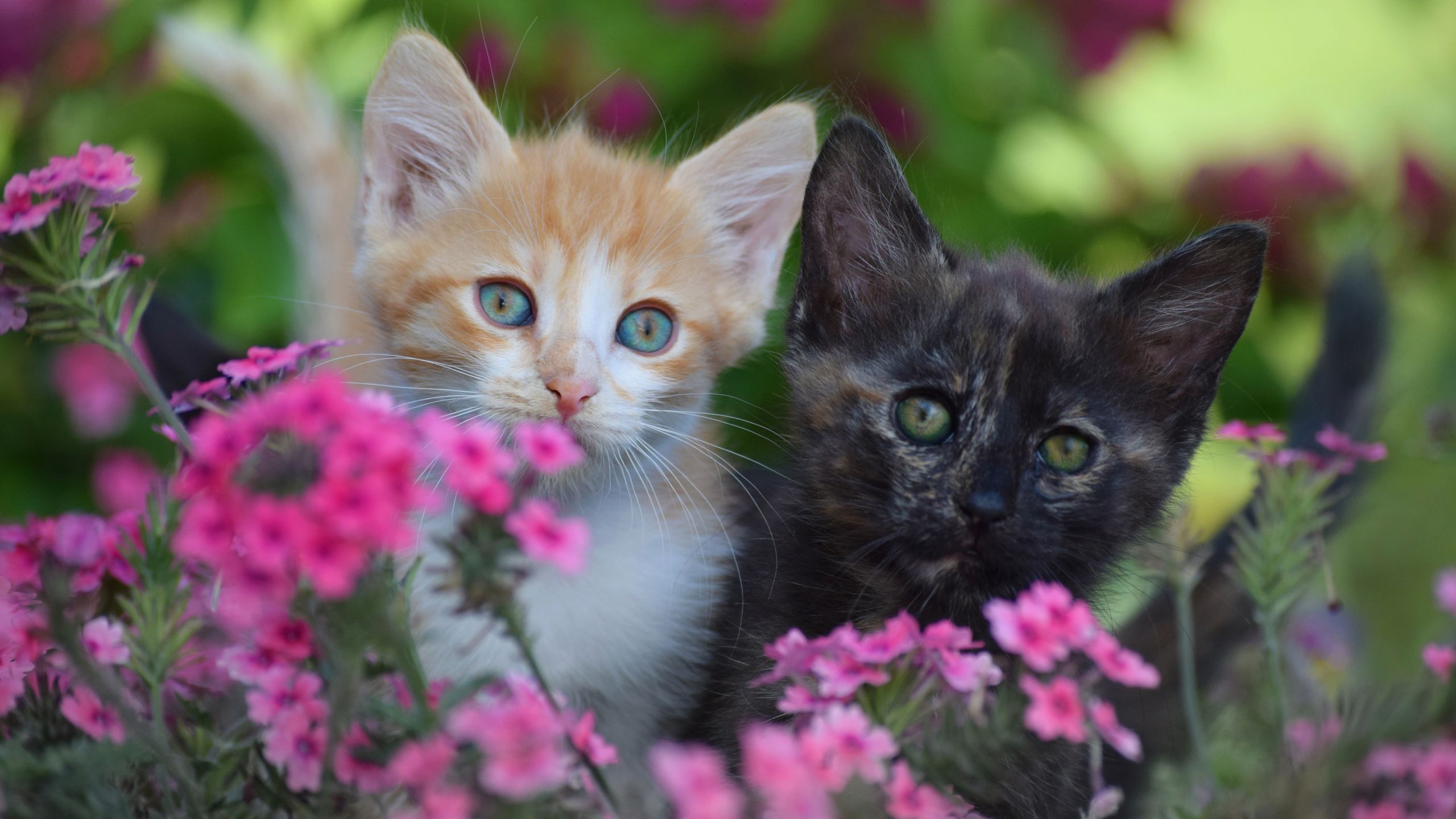 Preparing for a kitten: A to-do list | PetsRadar