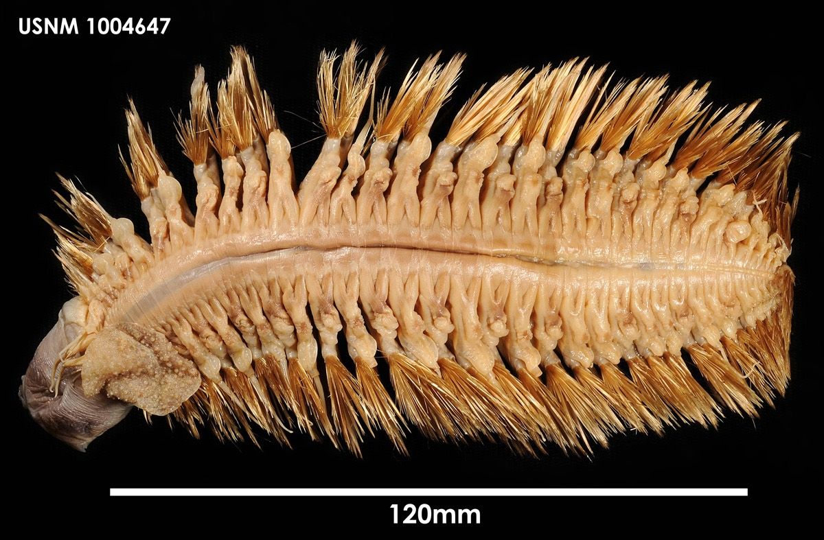 In Photos: Weird Bristle Worm Calls Antarctica Home | Live Science
