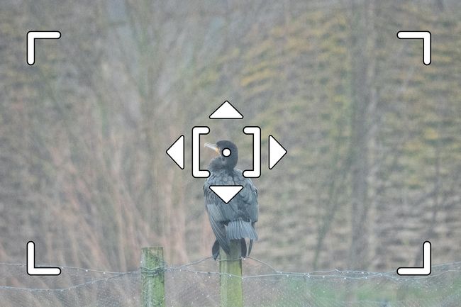How to use the Nikon DF-M1 dot sight for bird photography | Digital ...