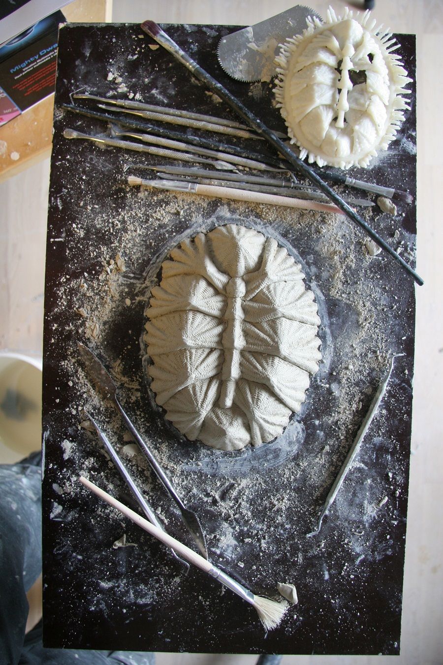 Image Gallery: Extinct Mollusk Brought to Life | Live Science