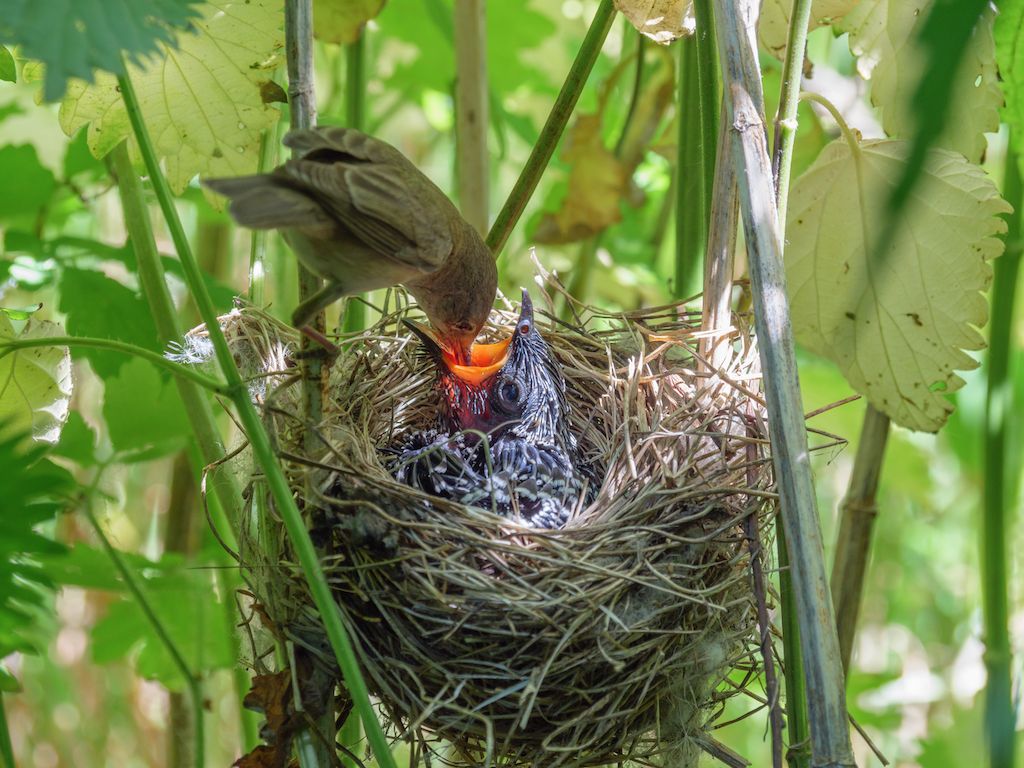 How do cuckoos trick other birds? | Live Science