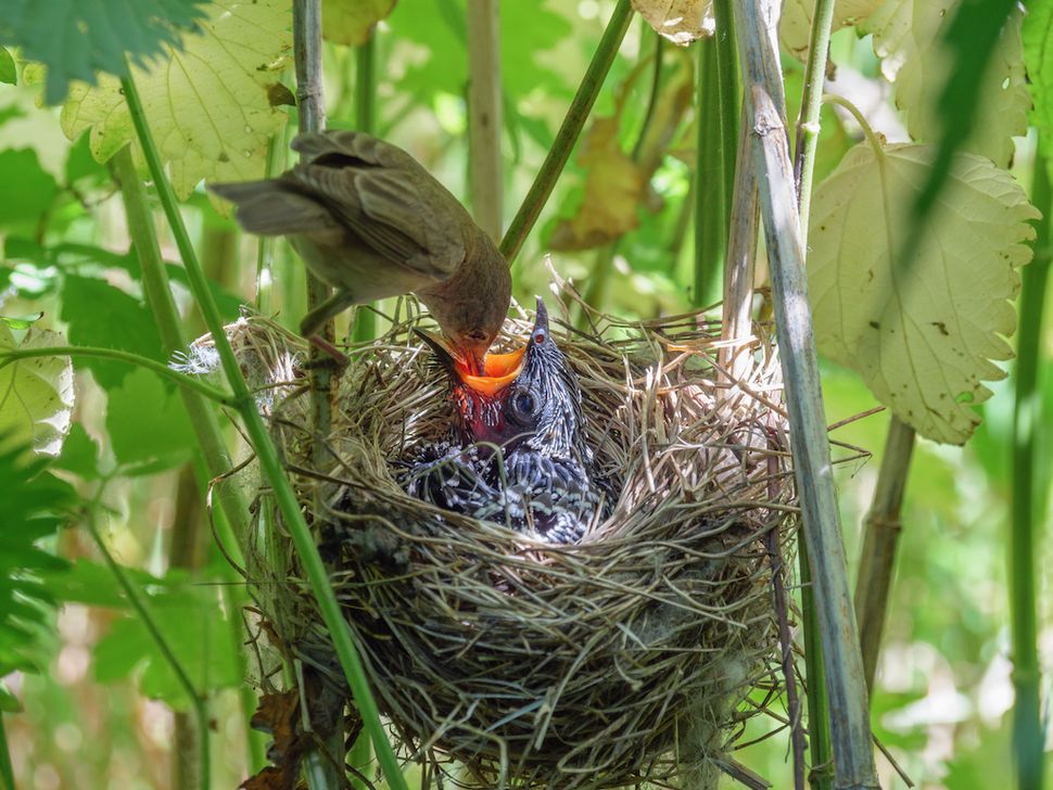 How do cuckoos trick other birds? | Live Science