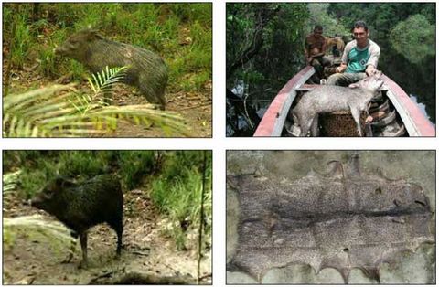 The 500 Cutest Animals | Live Science