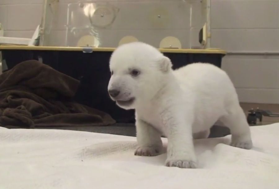 Polar Bears - News and Scientific Articles on Live Science - Page 5 ...