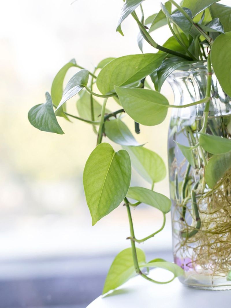 How To Propagate Pothos Plants: A Simple How-To Guide | Gardening Know How