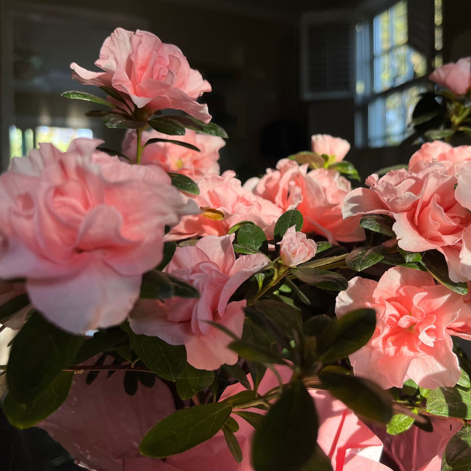How to grow indoor azaleas — a guide to watering and more | Ideal Home
