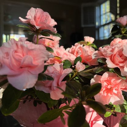 How to grow indoor azaleas — a guide to watering and more | Ideal Home