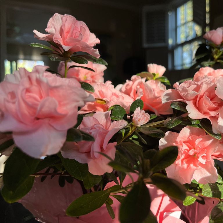 How to grow indoor azaleas — a guide to watering and more | Ideal Home