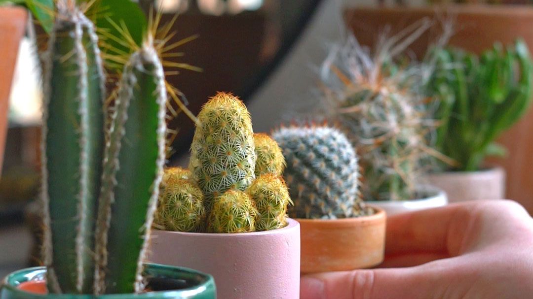 The secret to an indoor cactus collection revealed! The best bit is ...
