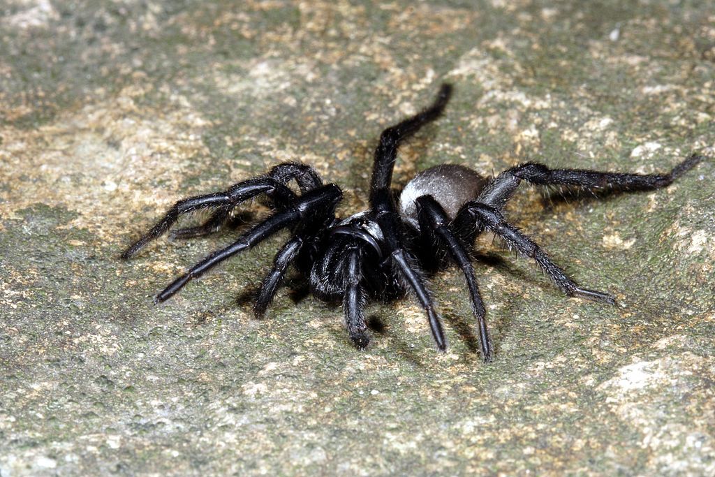 Parasitic fungus that kills spiders discovered in Brazil | The Week