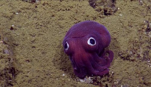 Squid: News, features and articles - Page 5 | Live Science