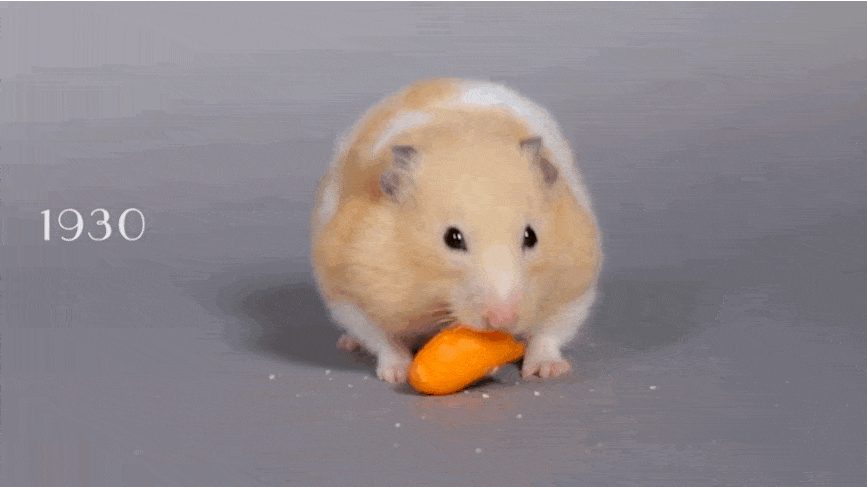 Watch 100 Years of Hamster Beauty in One Minute | Marie Claire