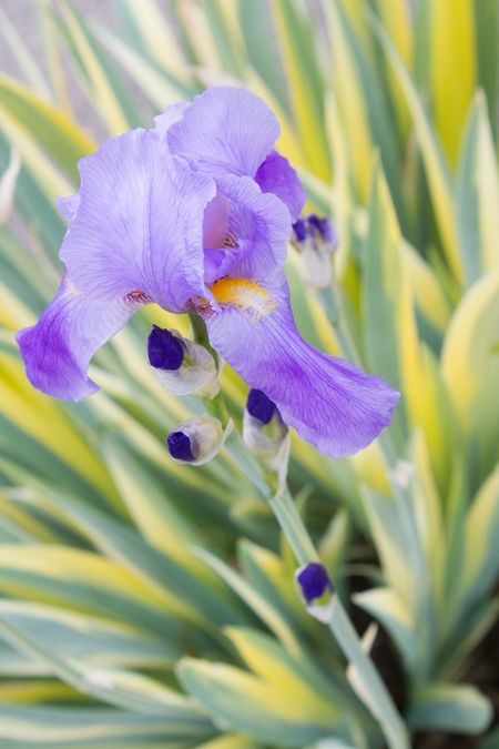 Tips & Information about Iris | Gardening Know How